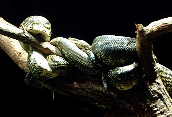 SYDNEY WILDLIFE WORLD