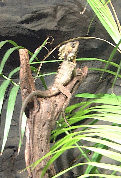 SYDNEY WILDLIFE WORLD